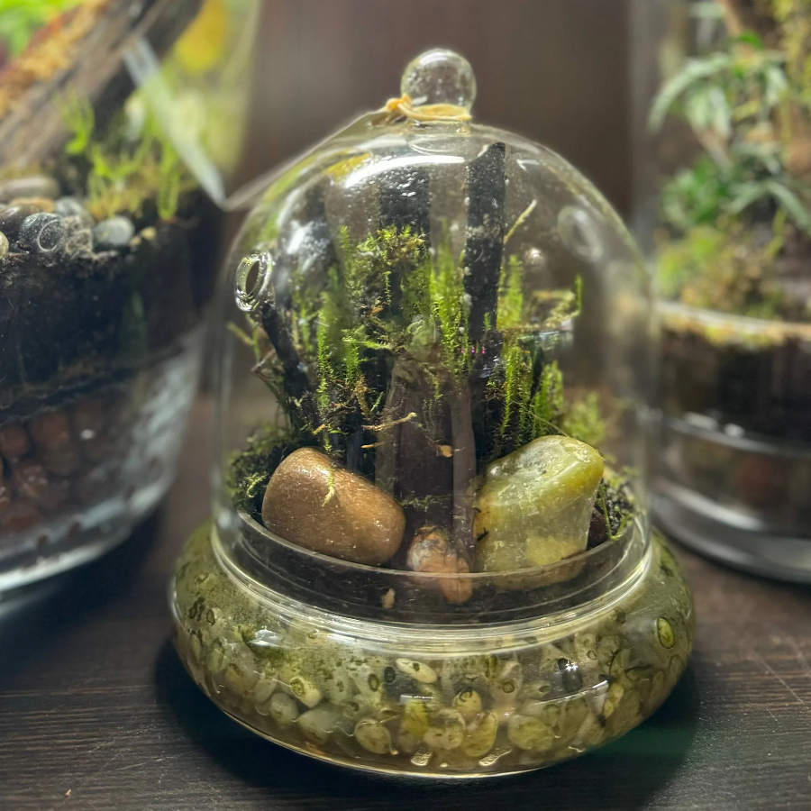 Small Terrarium Build 4/2 6PM-7PM | Jungle Box
