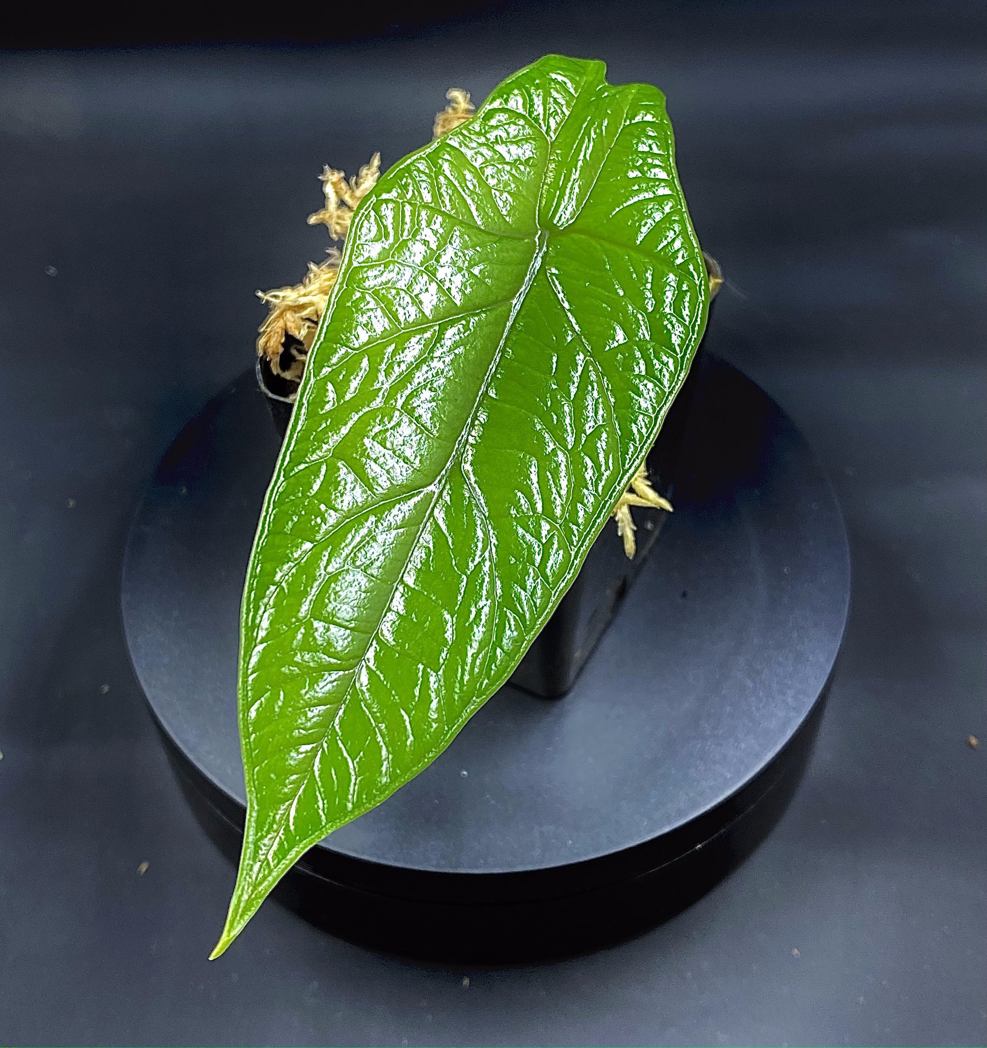 Alocasia scalprum, allocatia, Alocasia sculprum, scalprum | Jungle Box LLC